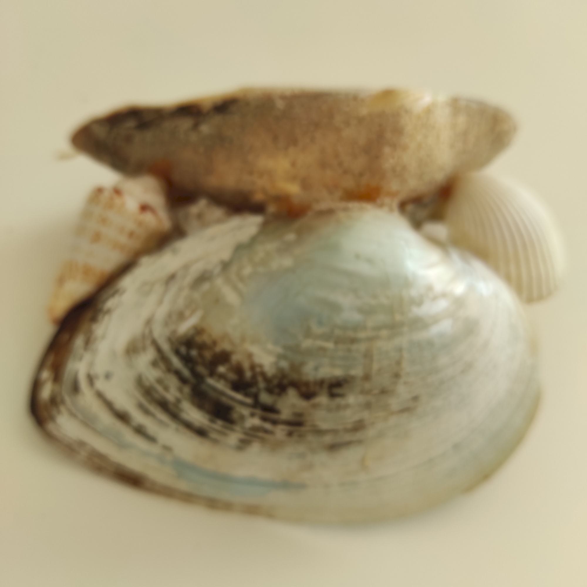 souvenir en sculpture de coquillages : couple de grenouilles à la perle ...